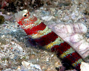 PETS: Wheeler's Watchman Goby
