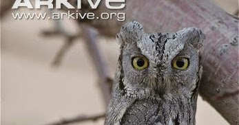 Tierra de lechuzas, búhos, mochuelos, autillos, cárabos: Autillo persa ...