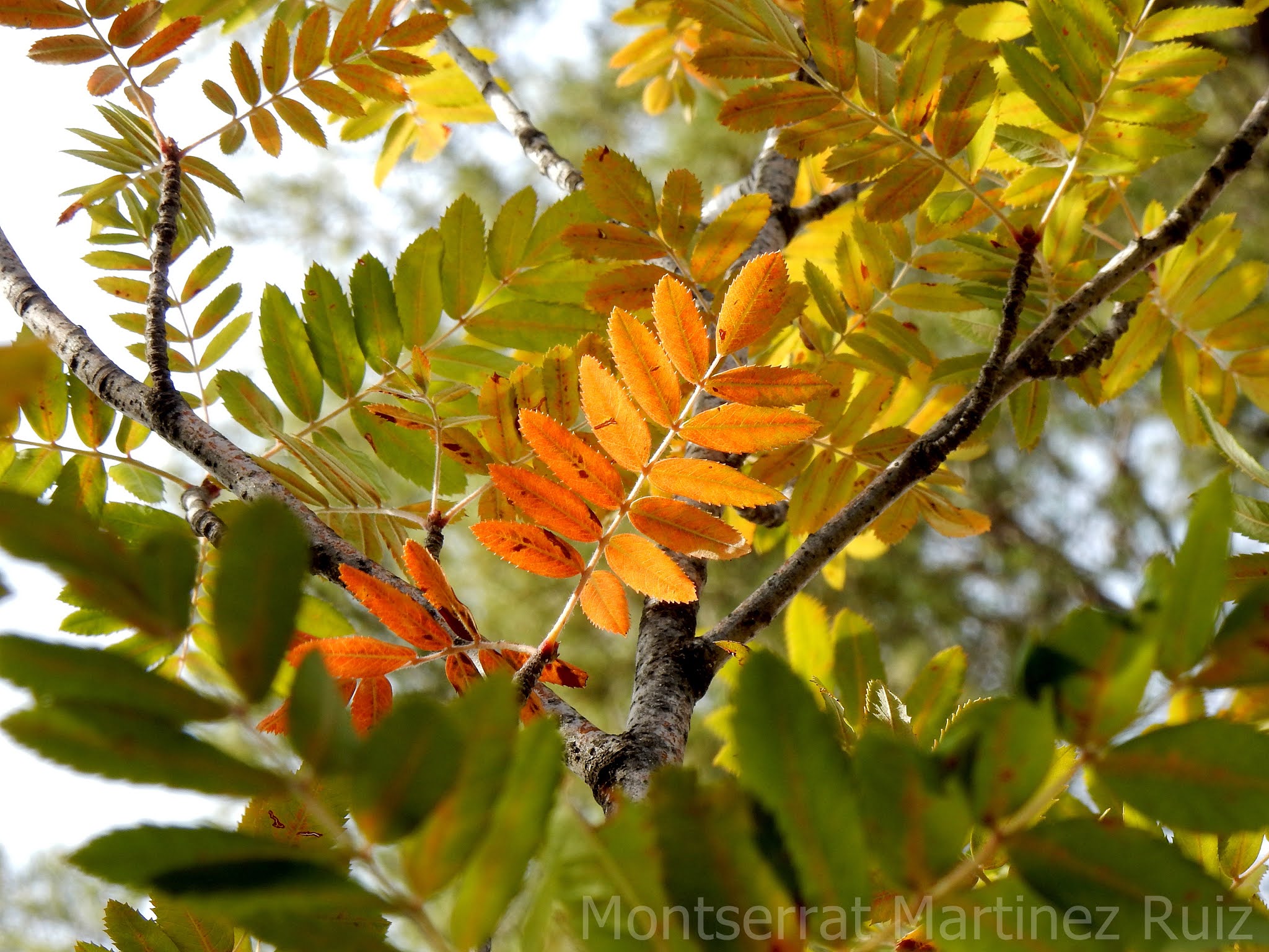 SERBAL en dos colores - BOTÀNIC SERRAT