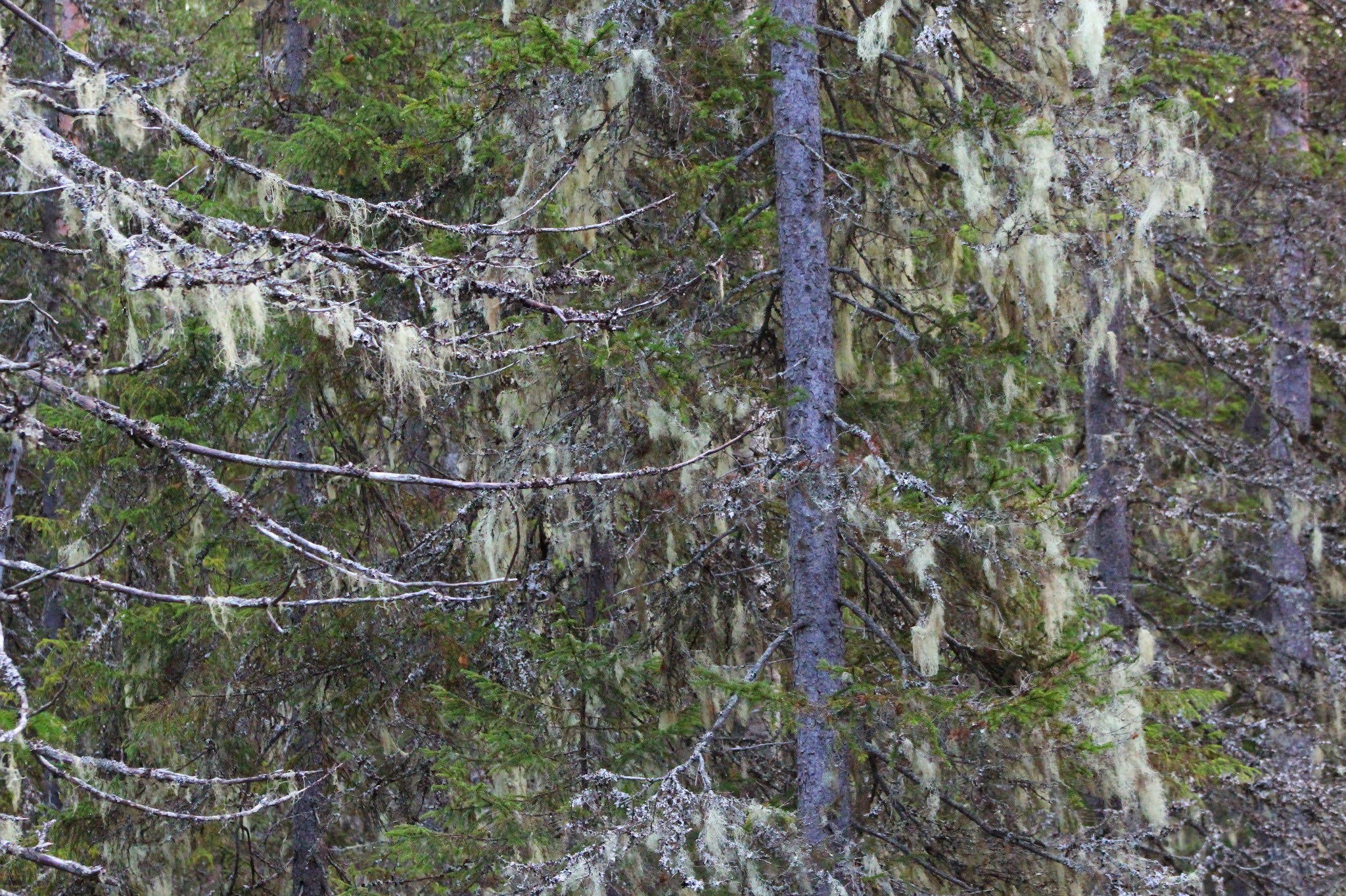 Sirpan luontoblogi: Naavat ja lupot viihtyvät vanhoissa metsissä