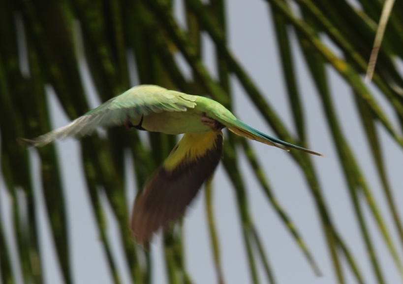 Parakeets of Sri Vaikundam!!! | My Travelogue - Indian Travel Blogger ...