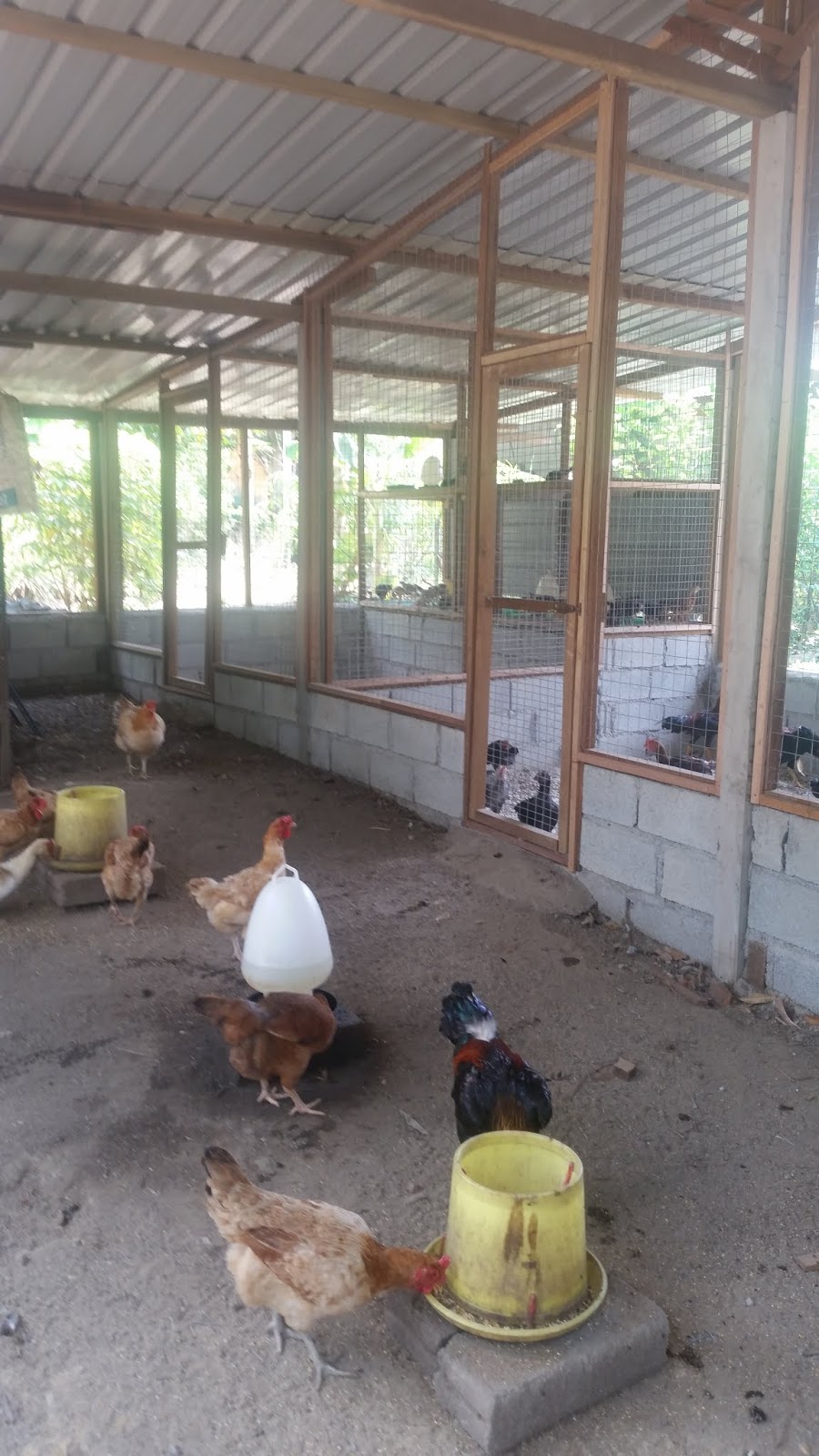 reban ayam besar - Kevin Smith