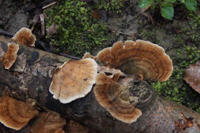 Observaciones de hongos de Navarra: Esain (28/2/2021) Hayedo