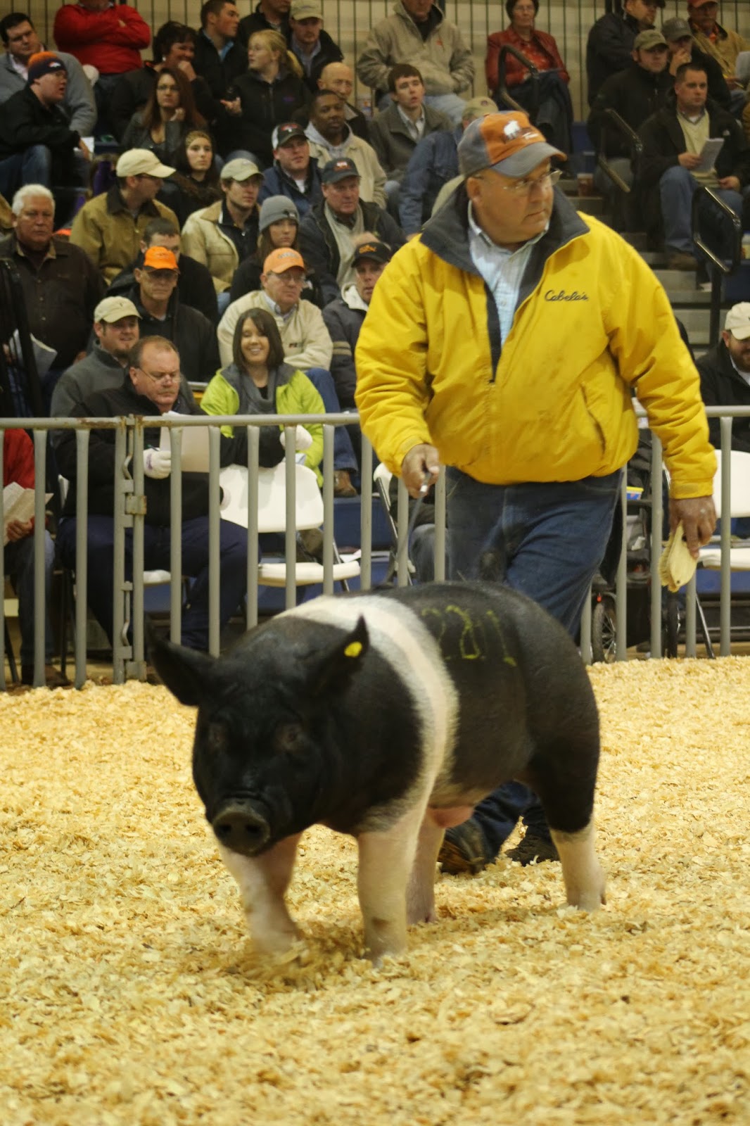 NSR Show & Sale Results: 2013 NSR Fall Classic Crossbred Boar Show Results