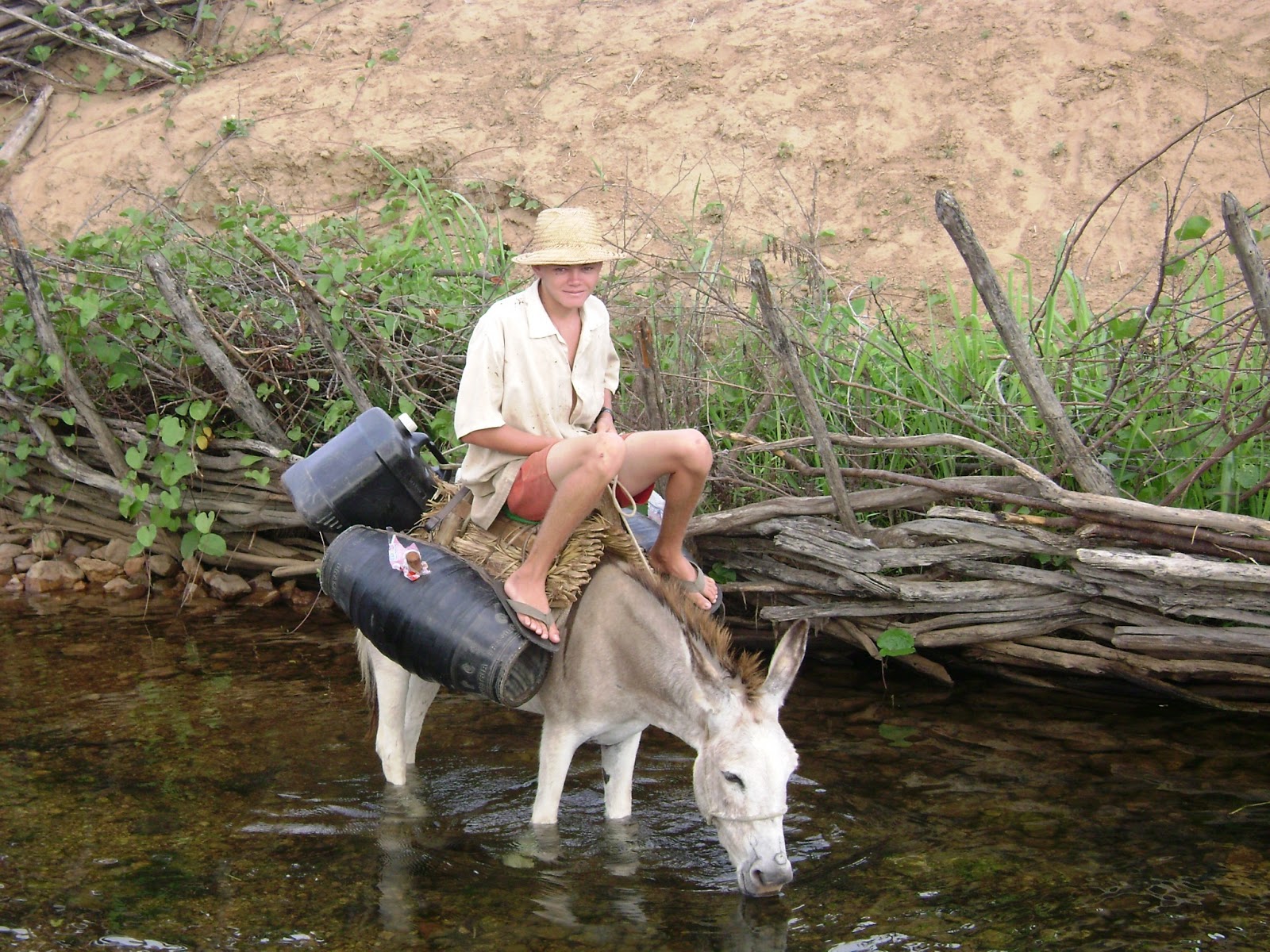É O BICHO: JUMENTOS E JEGUES