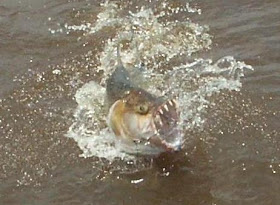 World Record Goliath Tigerfish