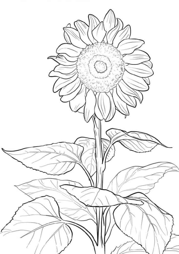 Printable Sunflower Coloring Pages - Yuk Sebar