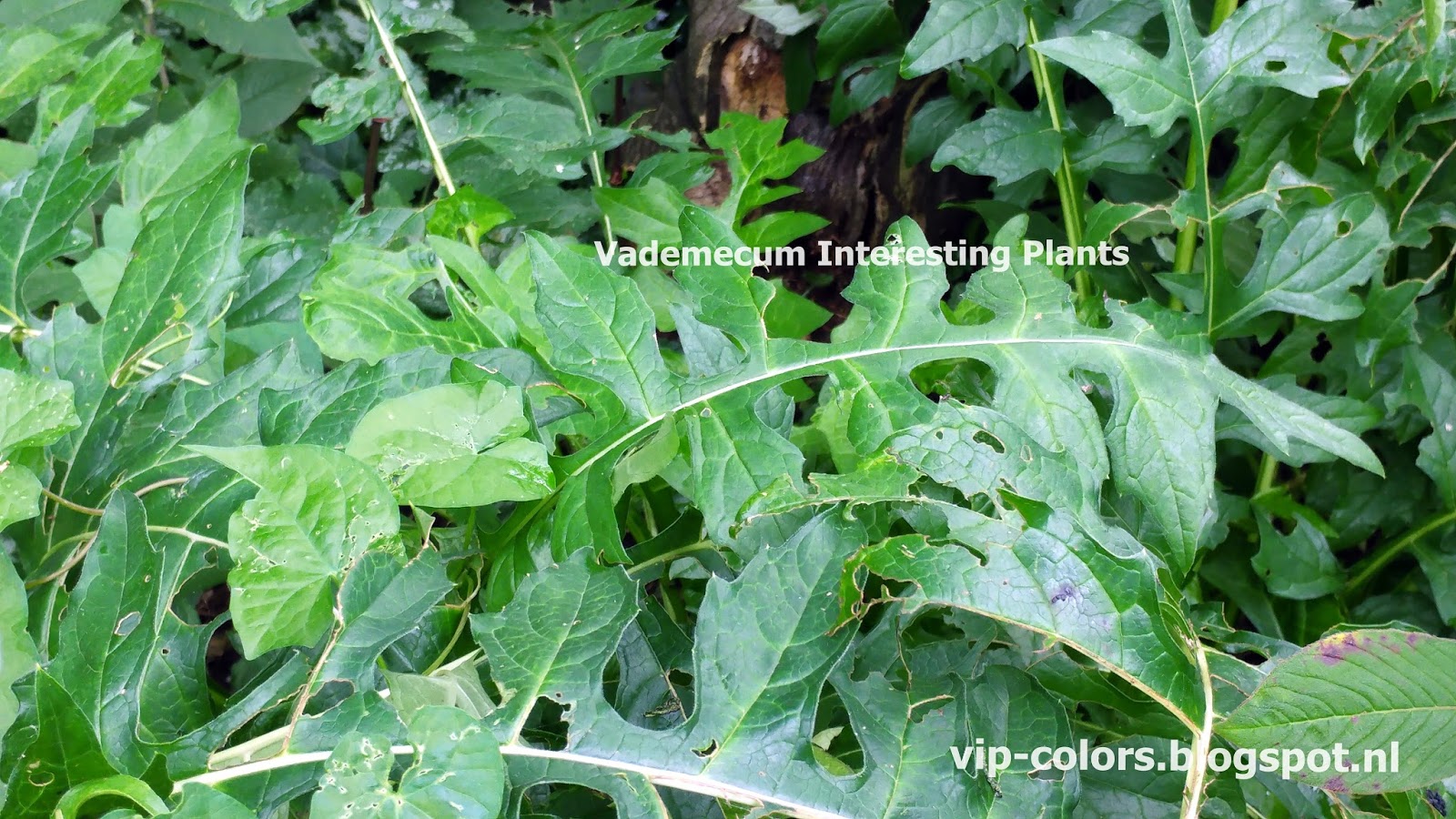 Vademecum Interesting Plants: Acanthus mollis - Akant miękki - Akantus