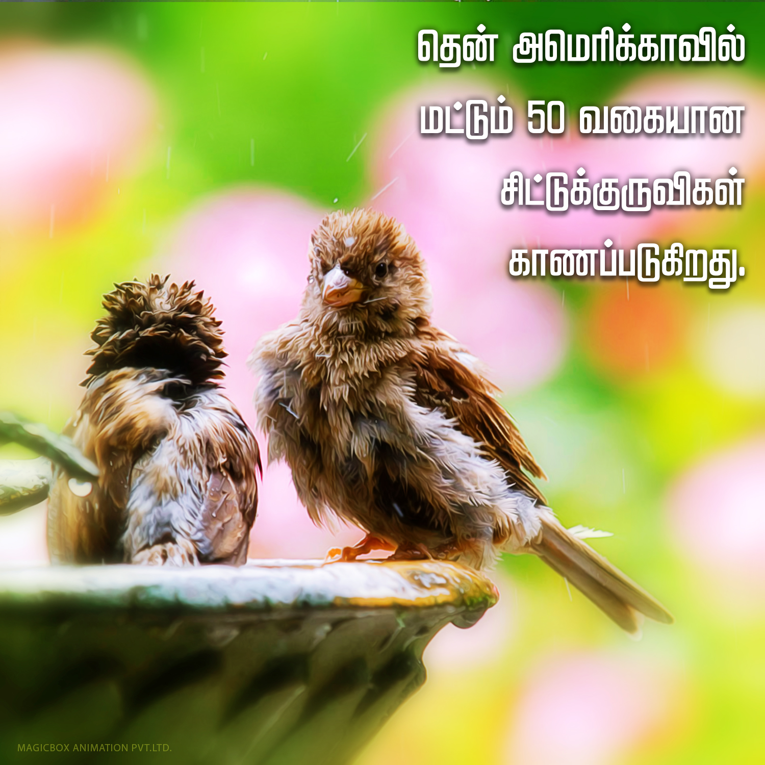 Chellame Chellam : சிட்டுக்குருவி | அழிந்து வரும் பறவை | Chelalme chellam