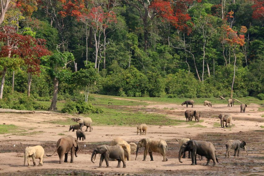 Iz životinjskog svijeta: Slonove prepoznaje po njihovom licu – spagosmail
