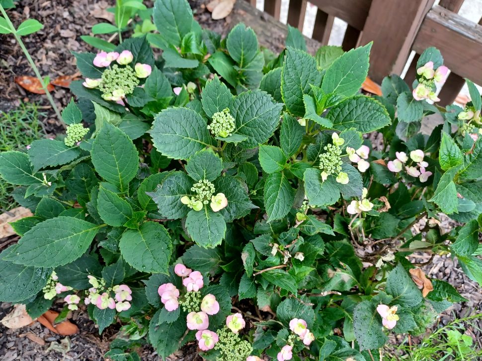 Future Plants by Randy Stewart: Hydrangea - Other Species