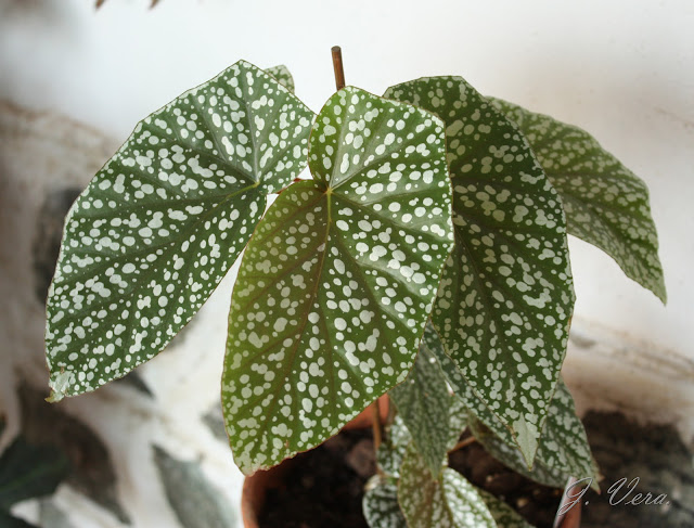 Un jardín en Málaga: Begonia Snowcap