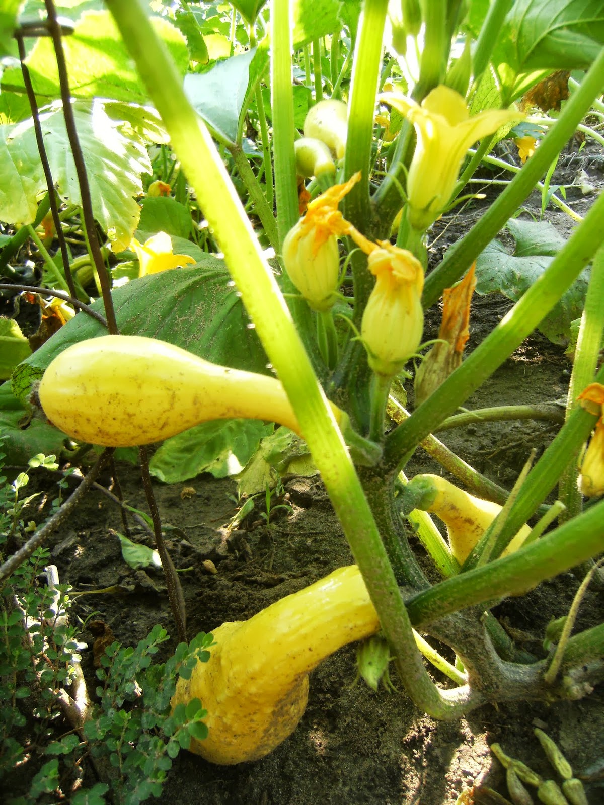 See the Beauty in the Ordinary: A Kansas Country Garden: Is This A Good ...