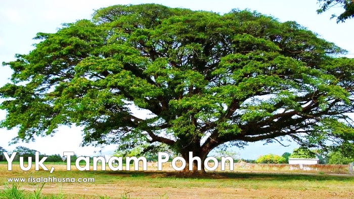 Risalah Husna: Kenapa Penting Banget Buat Tanam Pohon?