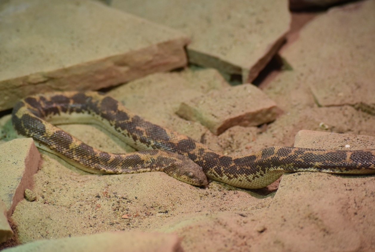 ZOOTOGRAFIANDO (6.100 ANIMALS): BOA DE LA ARENA / EAST AFRICAN SAND BOA ...