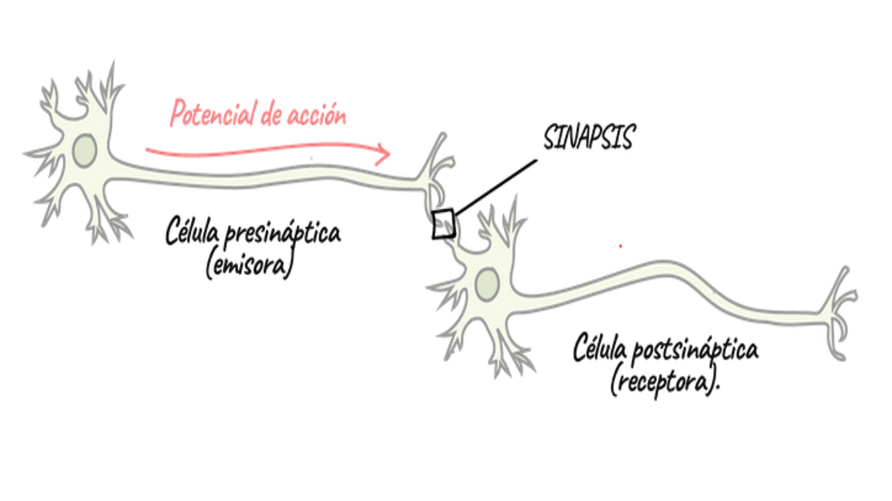 PROCESO DE SINAPSIS