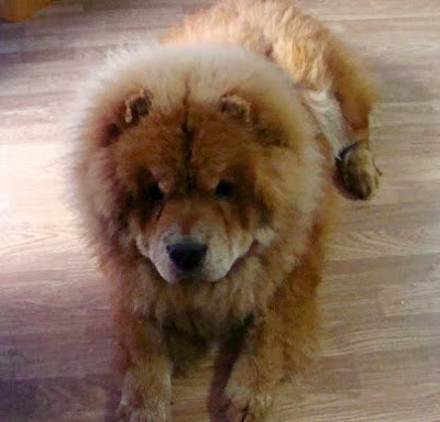 ROMEDICINE: Songshi-quan (the fluffy lion-dog)
