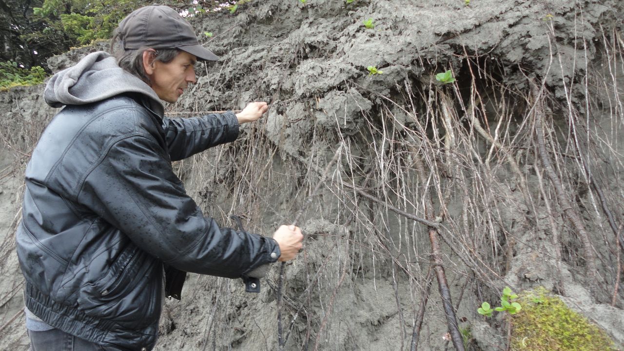 Giihlgiigaa - Haida Weaver: Spruce Root Gathering Pictures