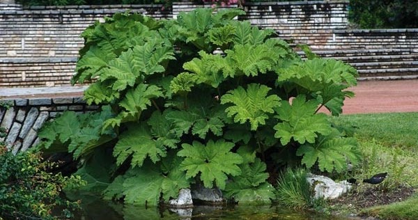 HOW TO GROW GUNNERA MANICATA |The Garden of Eaden