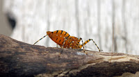 MObugs: Sycamore Assassin Bug