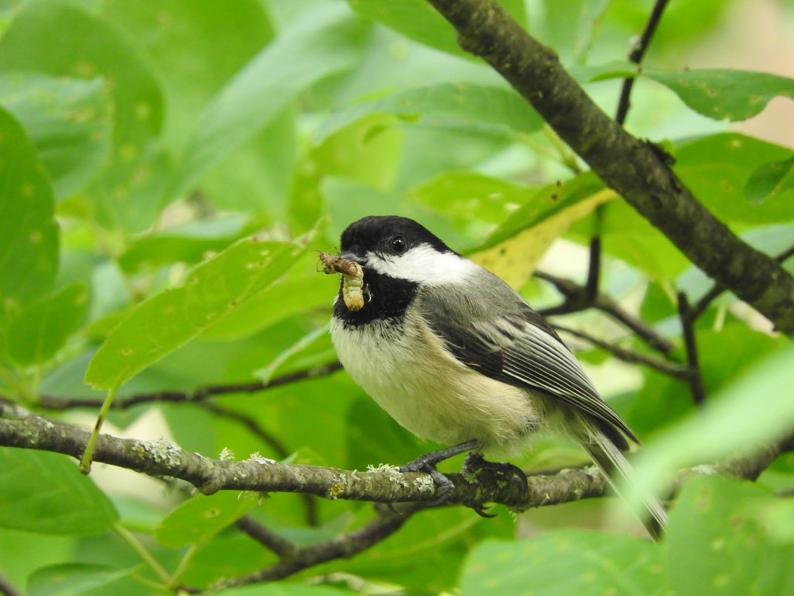 natural connections: Chickadees Nesting