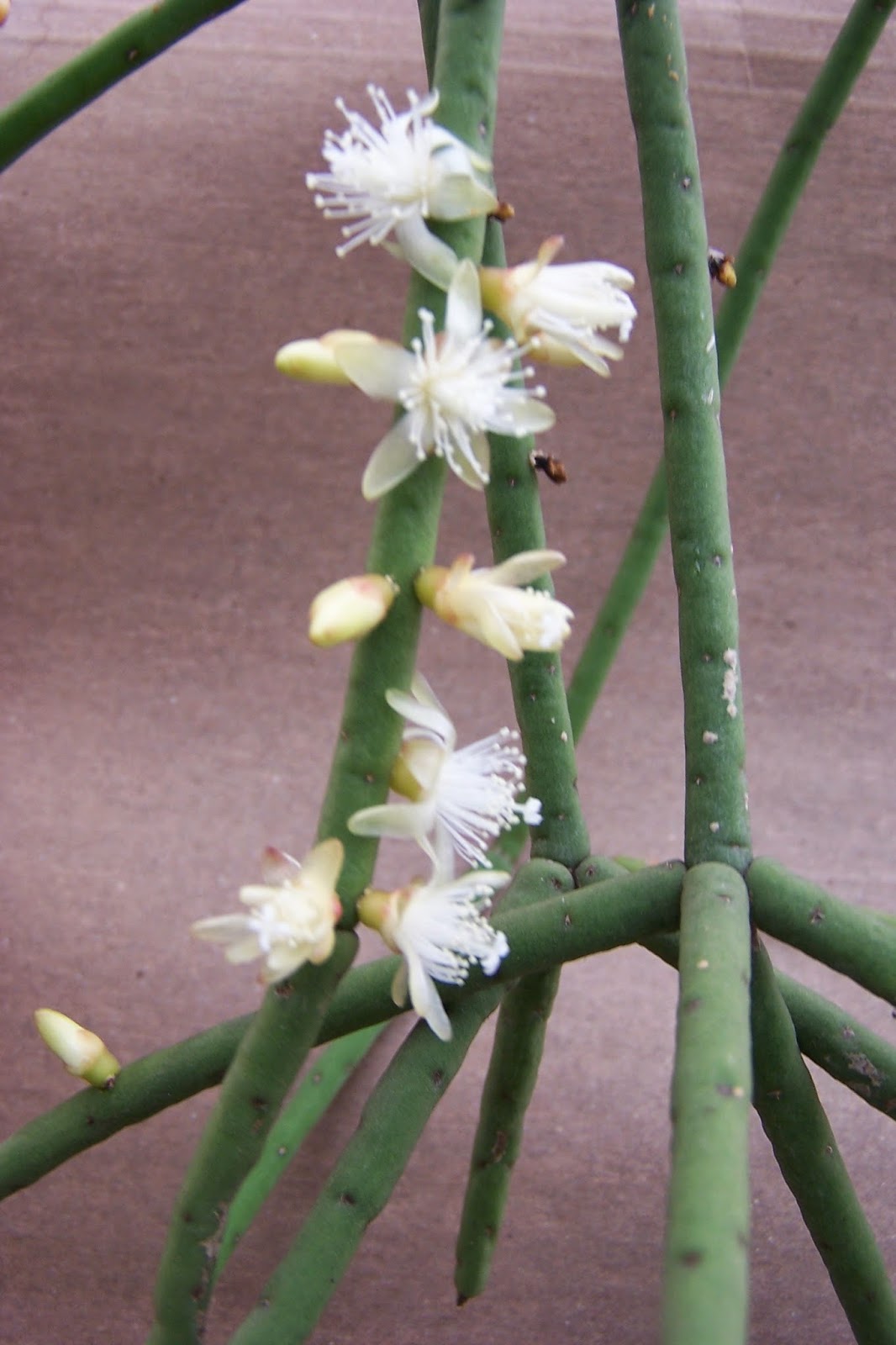 Oregon Cactus Blog: Rhipsalis grandiflora