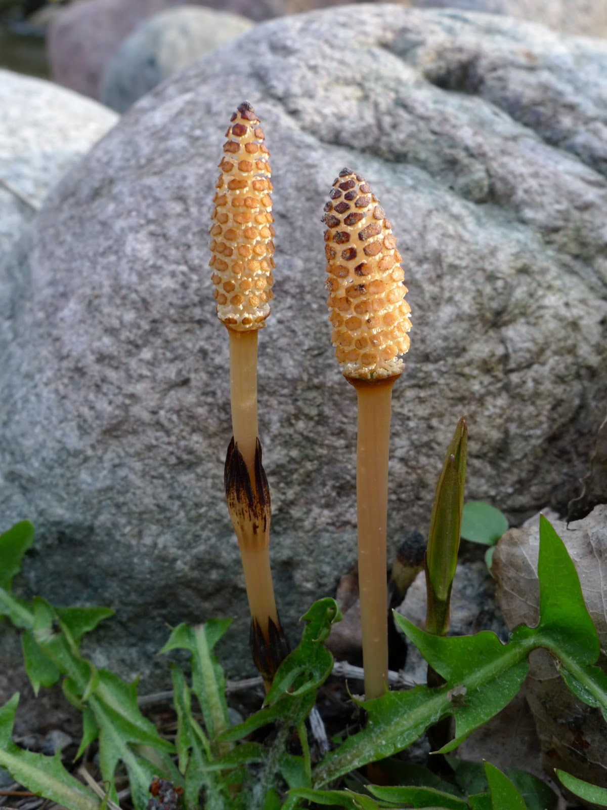 Retkiä kasvimaailmaan: Metsäkorte, Peltokorte