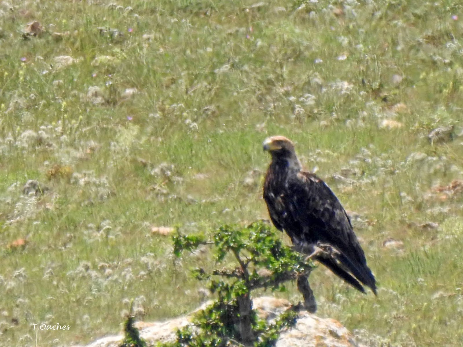 PASARI DIN ROMANIA: ACVILA DE CAMP, Aquila heliaca