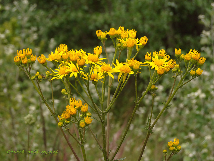 Chwile zaChwycone: Skrytobójczy starzec jakubek