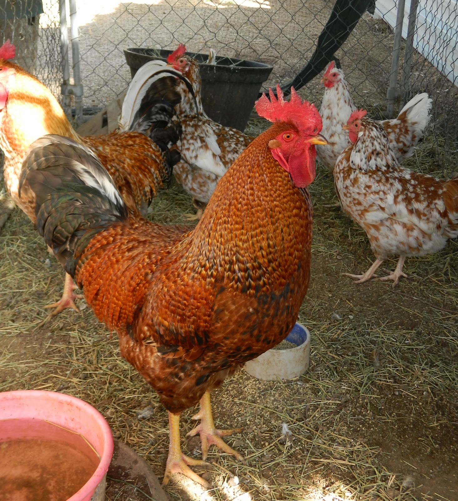 Aloha Chickens: Bielefelder Alohas?