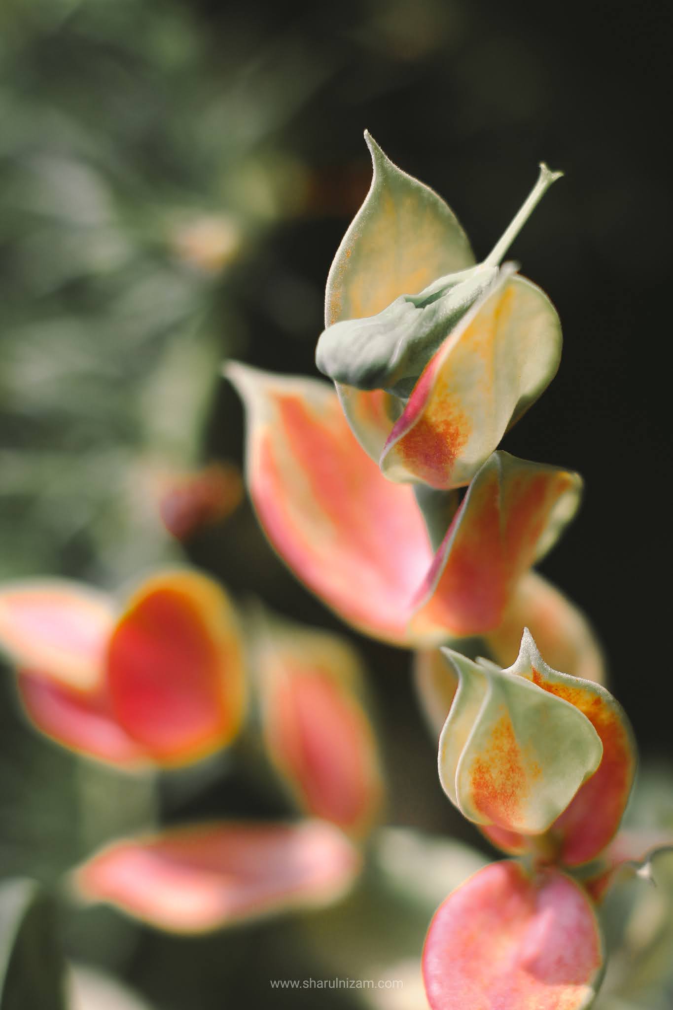 Little Bird Flower (aka Bunga Burung)