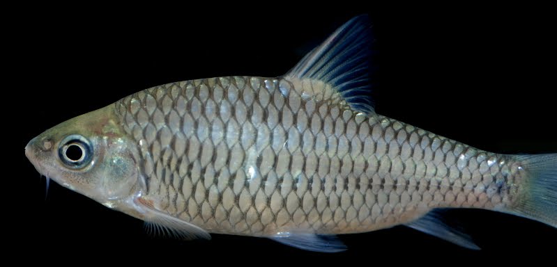 奇獸飼育學: 2011-11-22 新進魚隻