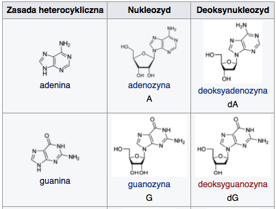 Biologia - nauka o życiu: Budowa i funkcje kwasów nukleinowych ...