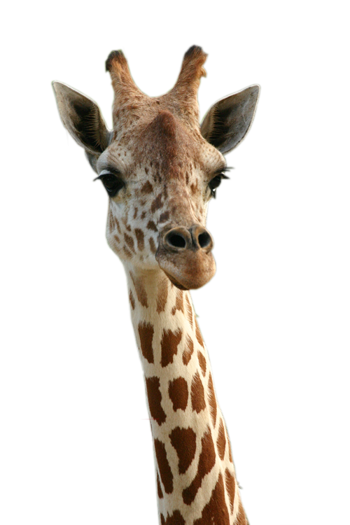 grafika-gify-kartki: . Zwierzęta: Żyrafa - Giraffe.png,gif