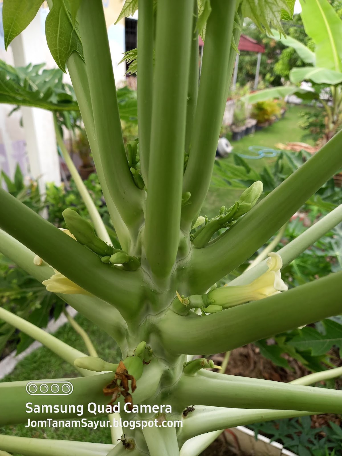 Jom Tanam Sayur ( JTS ) : 3 Jenis Bunga Betik | 3 Types of Papaya ...