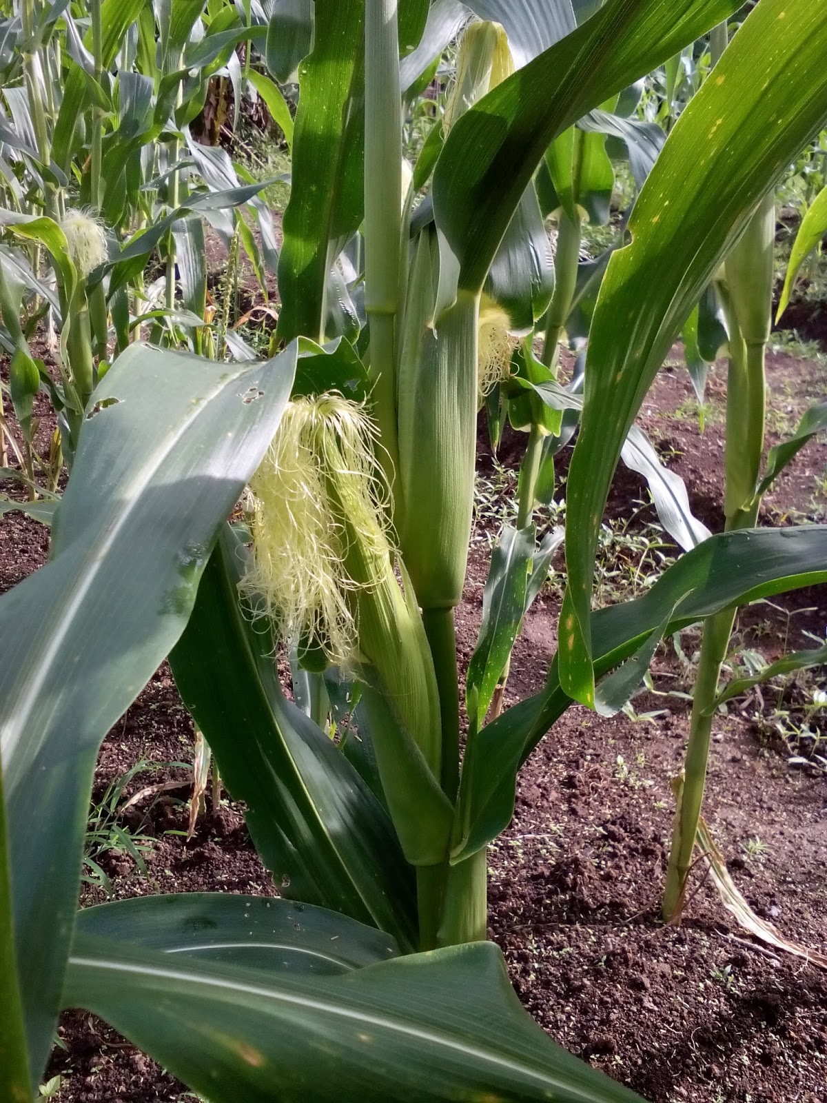 Penyerbukan Tanaman Jagung (Zea mays L.) | Meyblog