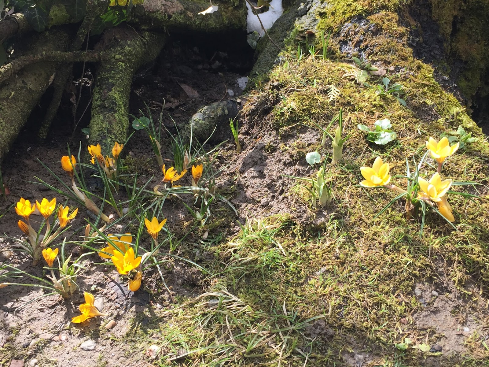 Time in the garden: Ce se mai întâmplă prin colțișorul de pădure