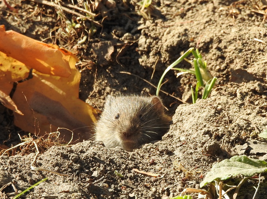 Soapbox photos: Mouse in a hole