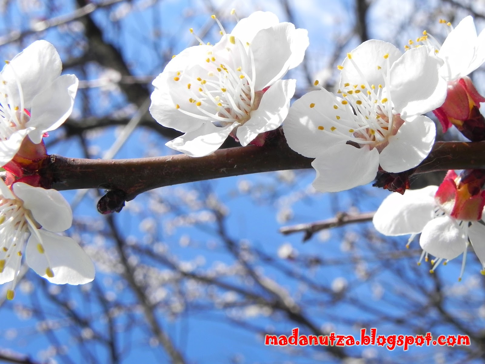 mădănuţa: Puritatea florilor de cais