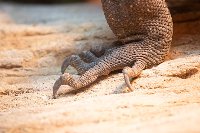 Komodo dragon exhibit is better than ever for the giant lizards and for ...