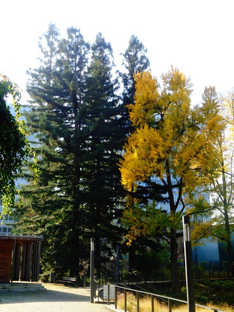 Sekwoja wieczniezielona