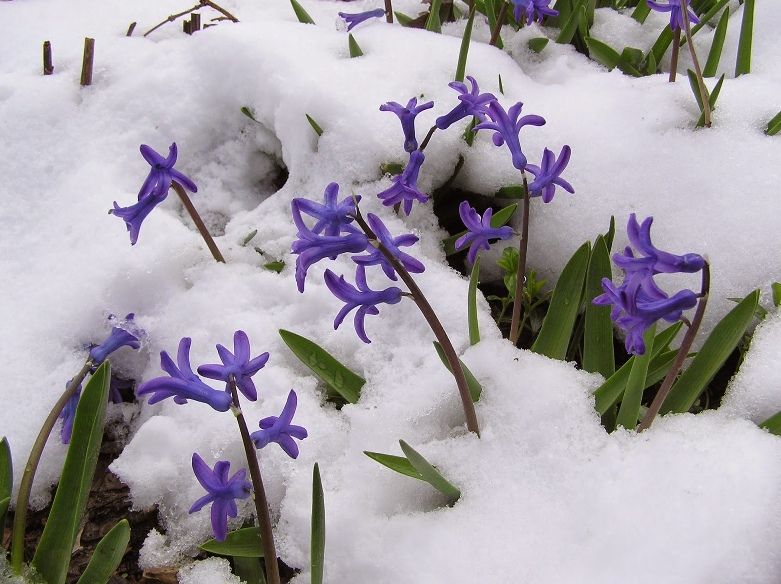 Flowers For Francis: Flowers In The Snow (An Adoption Birth Story) - Part 1