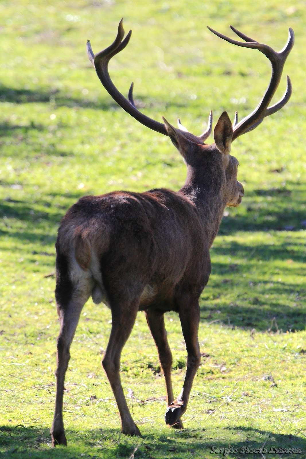Viajes, Salidas, Naturaleza, (Fotografía).: Ciervo Ibérico (Cervus ...