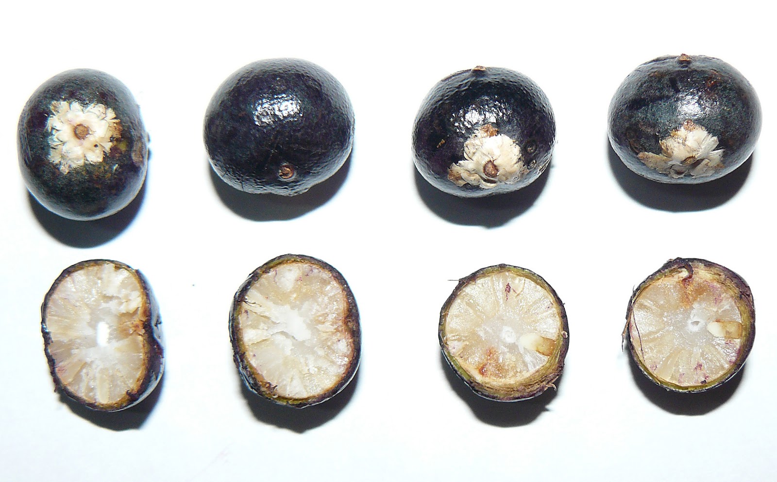 FRUTAS NATIVAS DA AMAZÔNIA: Março 2012