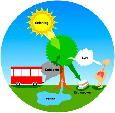 väder och klimat: Kolets kretslopp