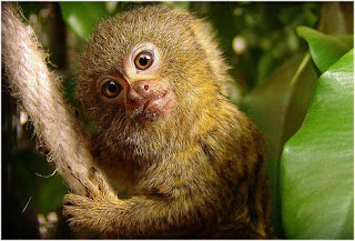 La diseminación de las semillas