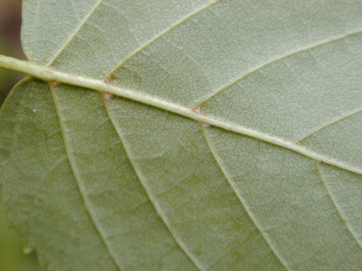 Trees of Santa Cruz County: Betula papyrifera - Paperbark Birch