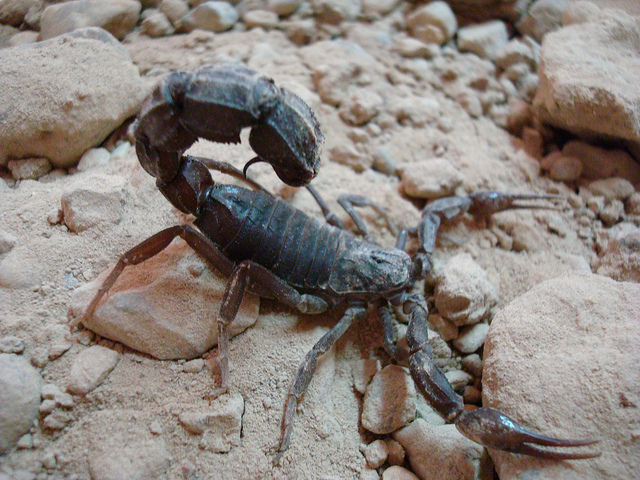 Fat-Tailed Scorpion | Dangerous Facts & Photographs | The Wildlife