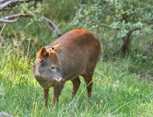 Fawning over you! Say hello to our baby pudu