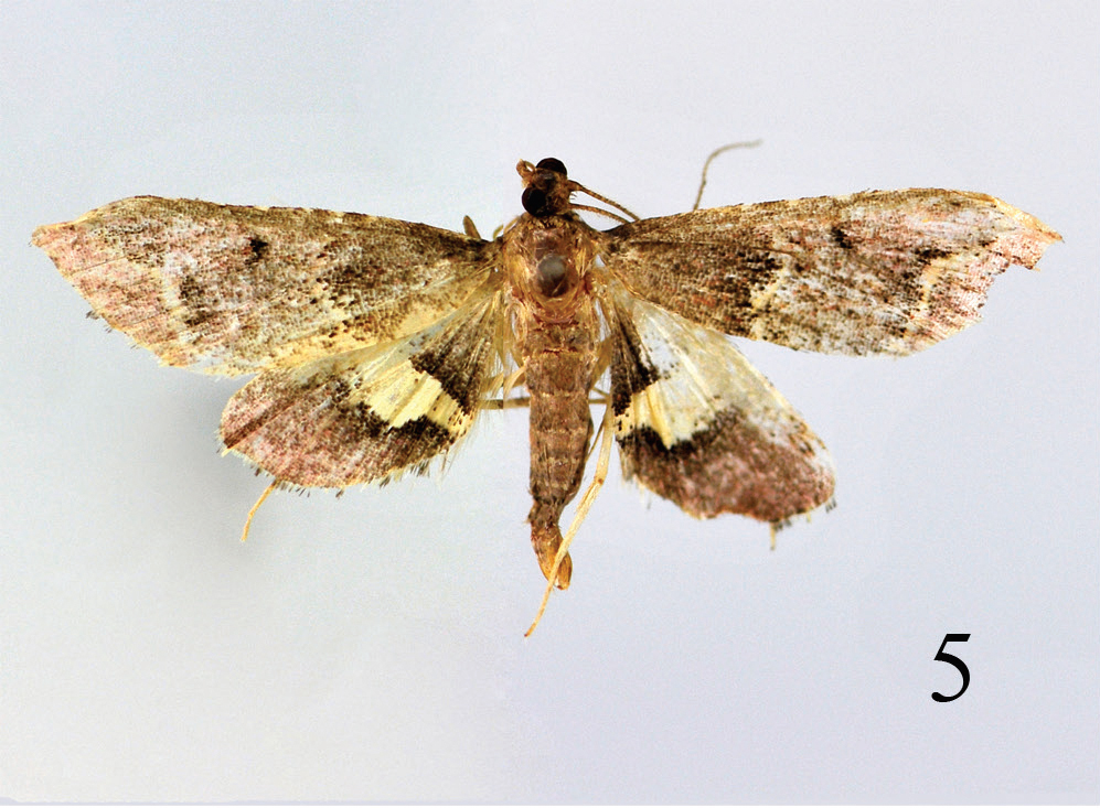 Sciency Thoughts: Five new species of Snout Moth from China.